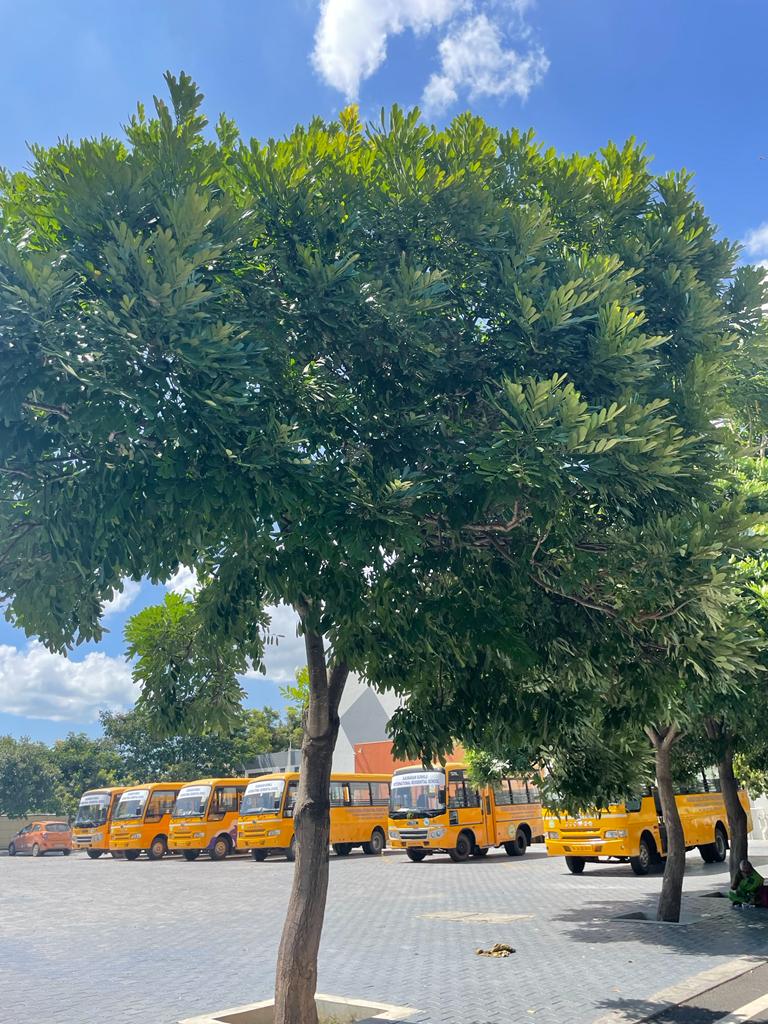 Simarouba glauca – K’sirs Tree talk – Ksirs Press