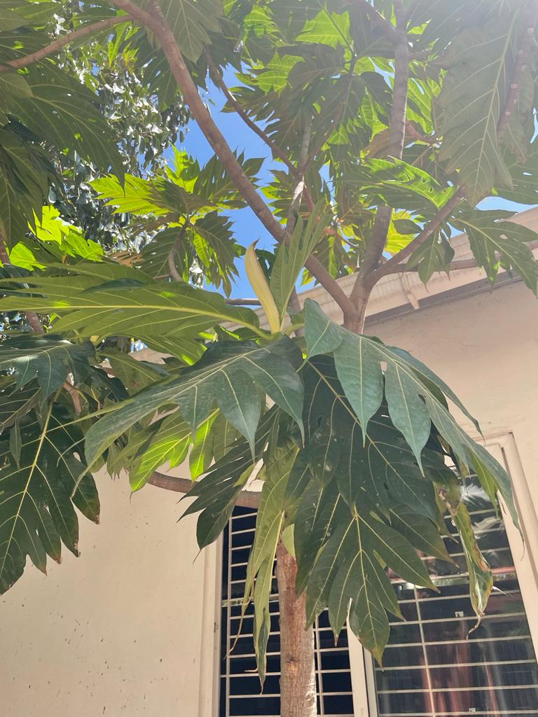 Artocarpus altilis – K’sirs Tree Talk – Ksirs Press