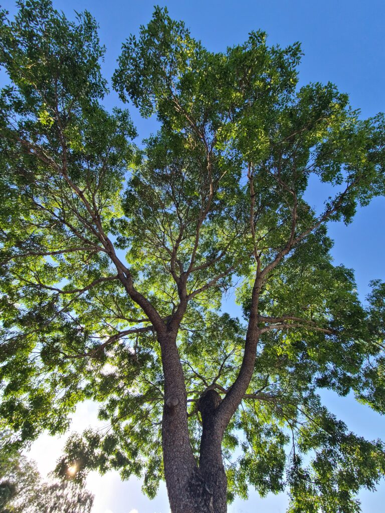 Khaya senegalensis – Tree Talk – Ksirs Press