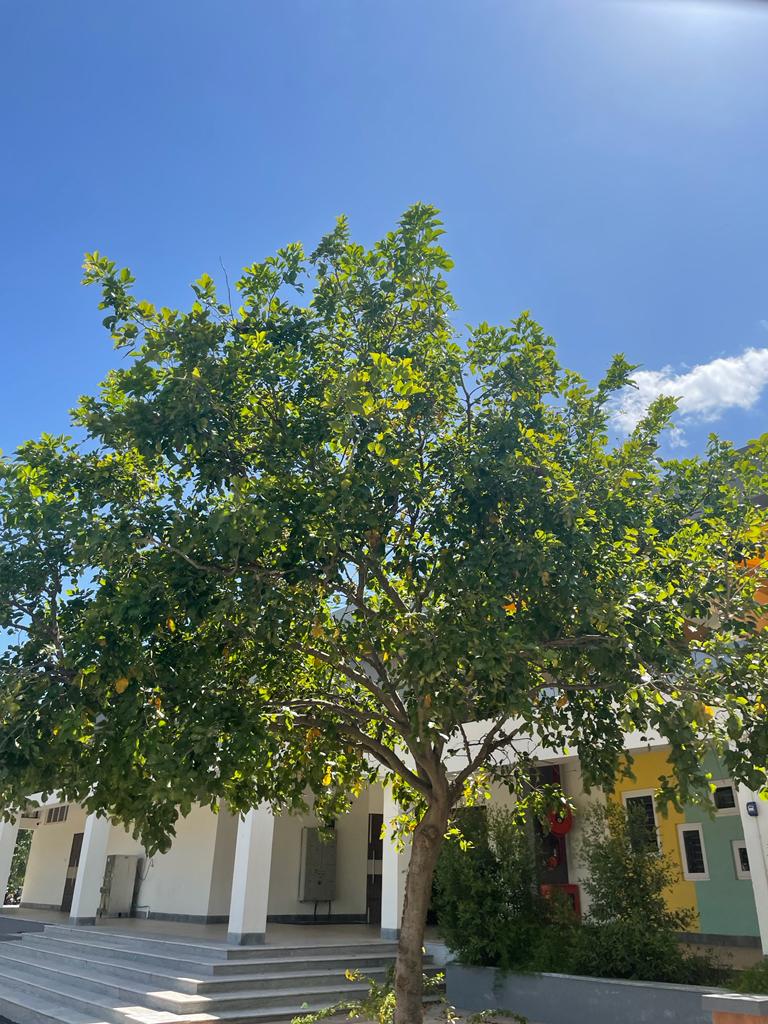 Pongamia pinnata – K’sirs Tree Talk – Ksirs Press