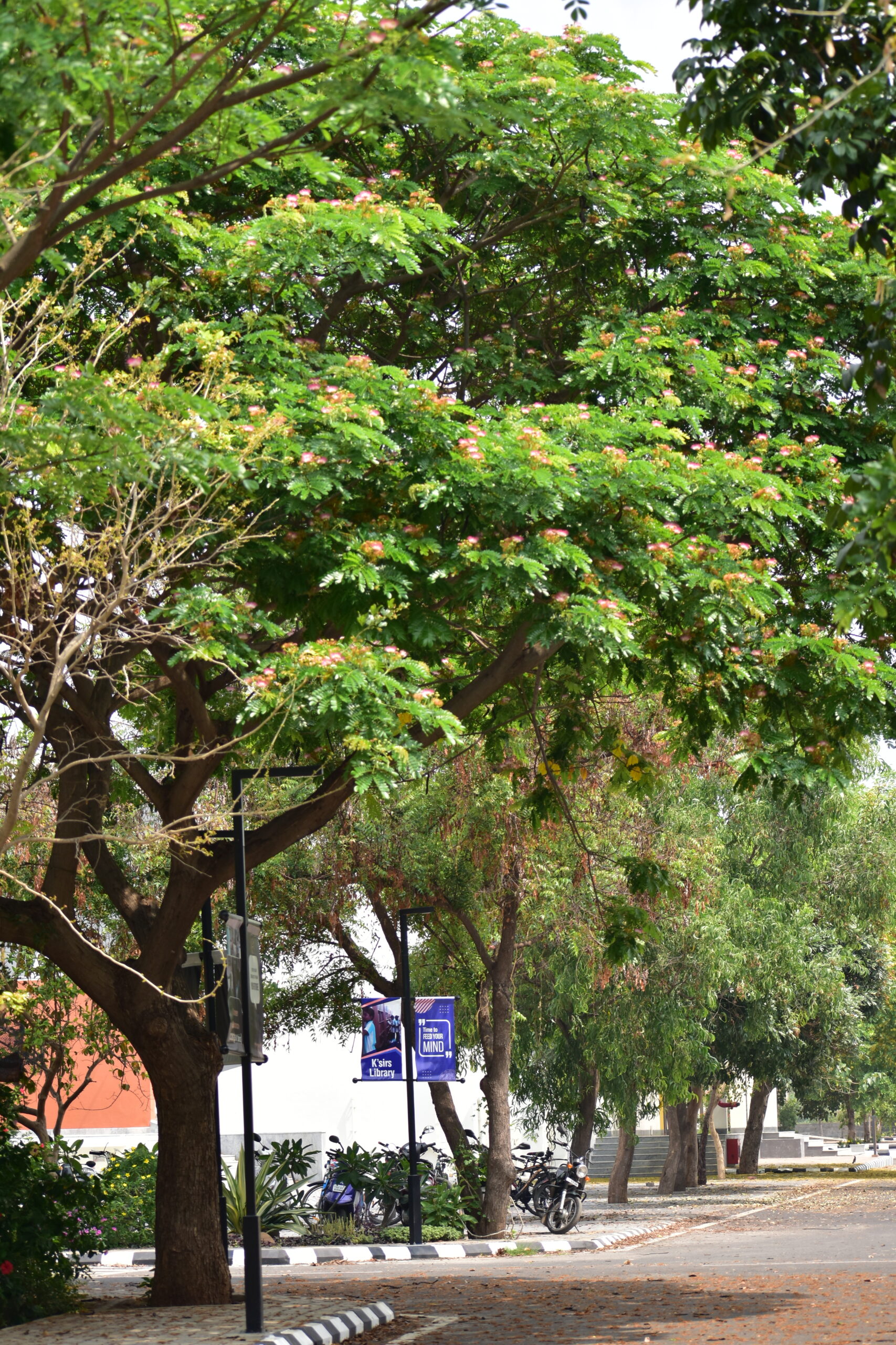 Samanea saman – K’sirs Tree Talk – Ksirs Press