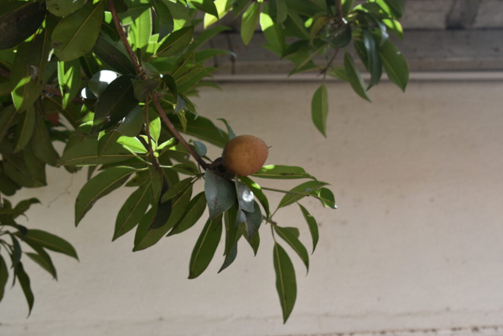 Sapodilla – K’sirs Tree Talk – Ksirs Press