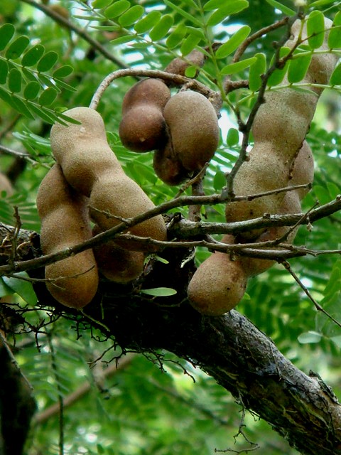 Tamarindus indica – K’sirs Tree Talk – Ksirs Press