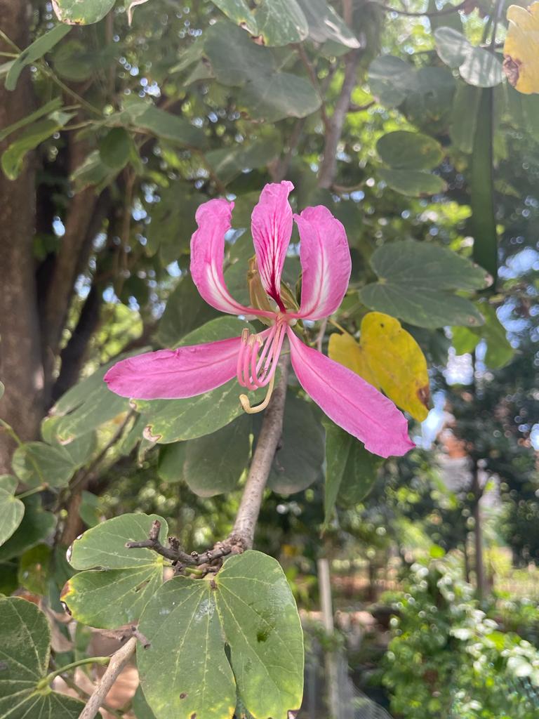 Bauhinia variegata – K’sirs Tree Talk – Ksirs Press