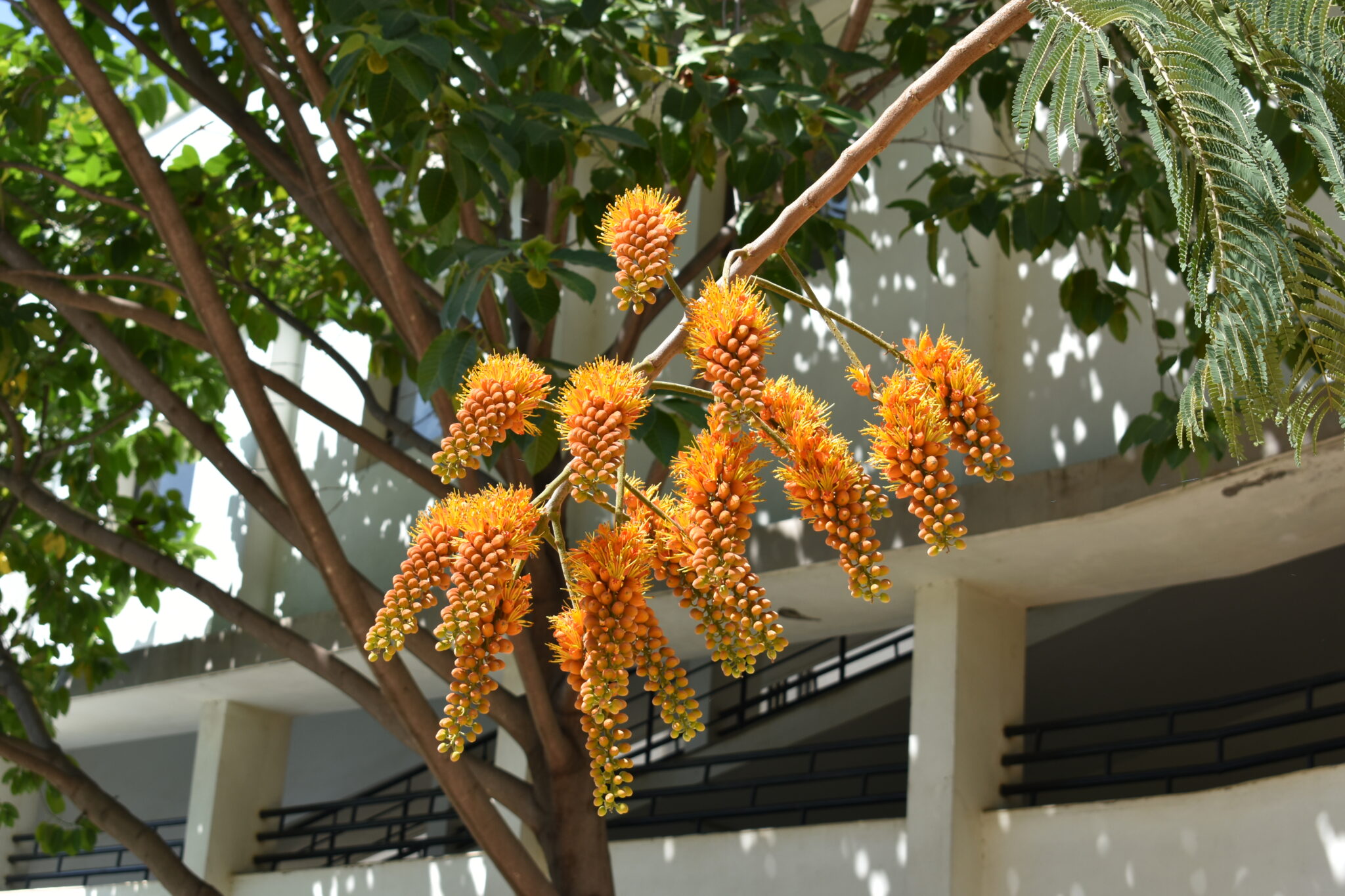 Colville’s glory – K’sirs Tree Talk – Ksirs Press