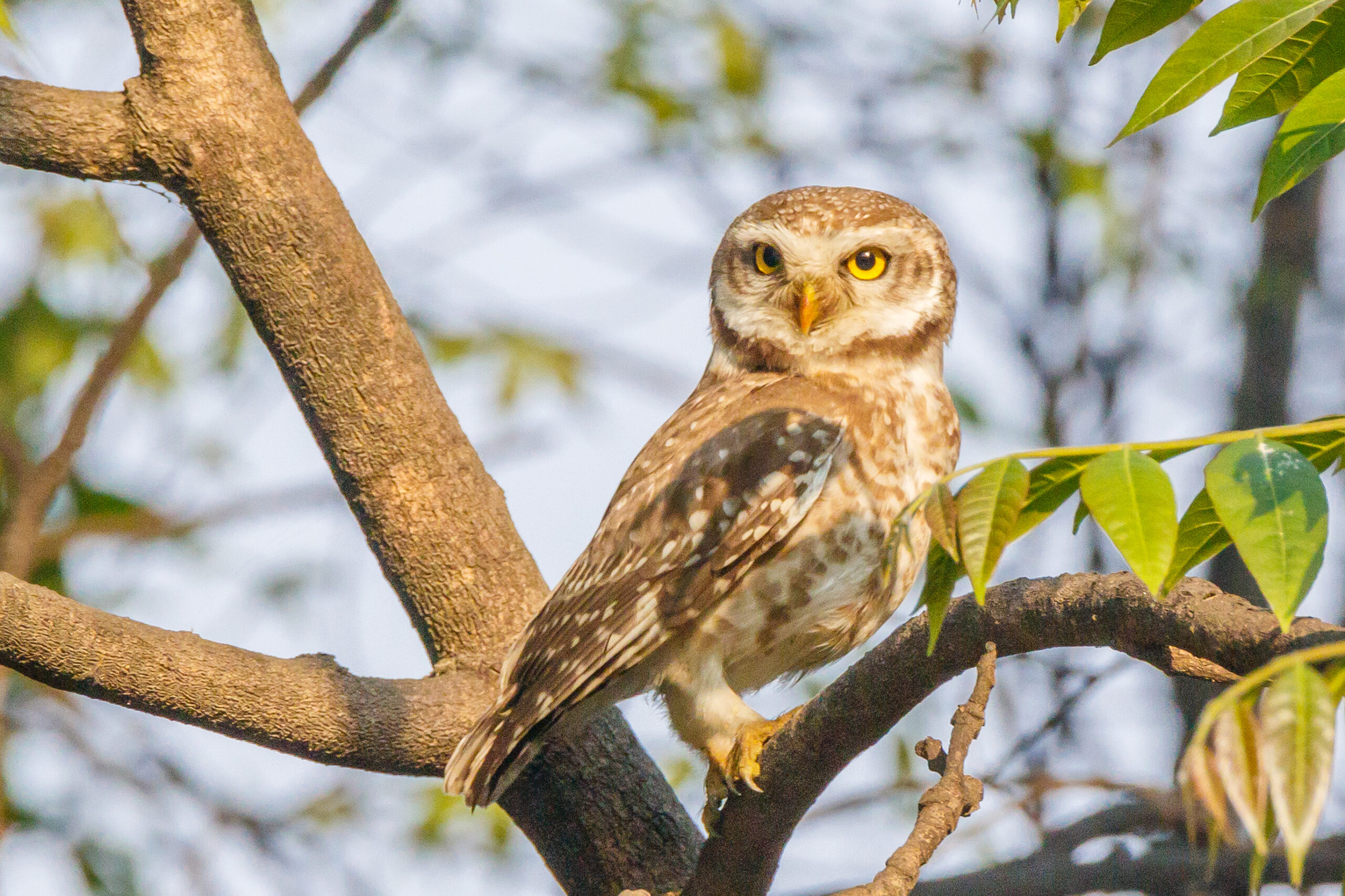 Spotted Owlet – Ksirs Press